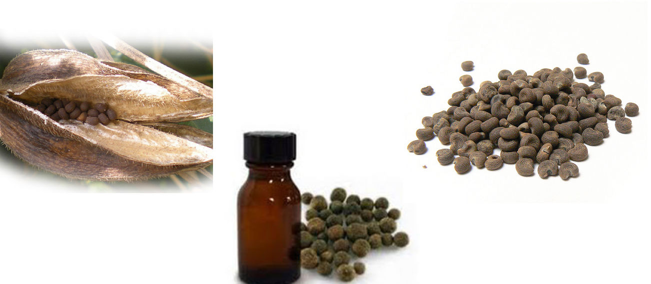 Shrihtrading.com Ambrette Seed Oil Manufacturer & Exporter | Shrih ...