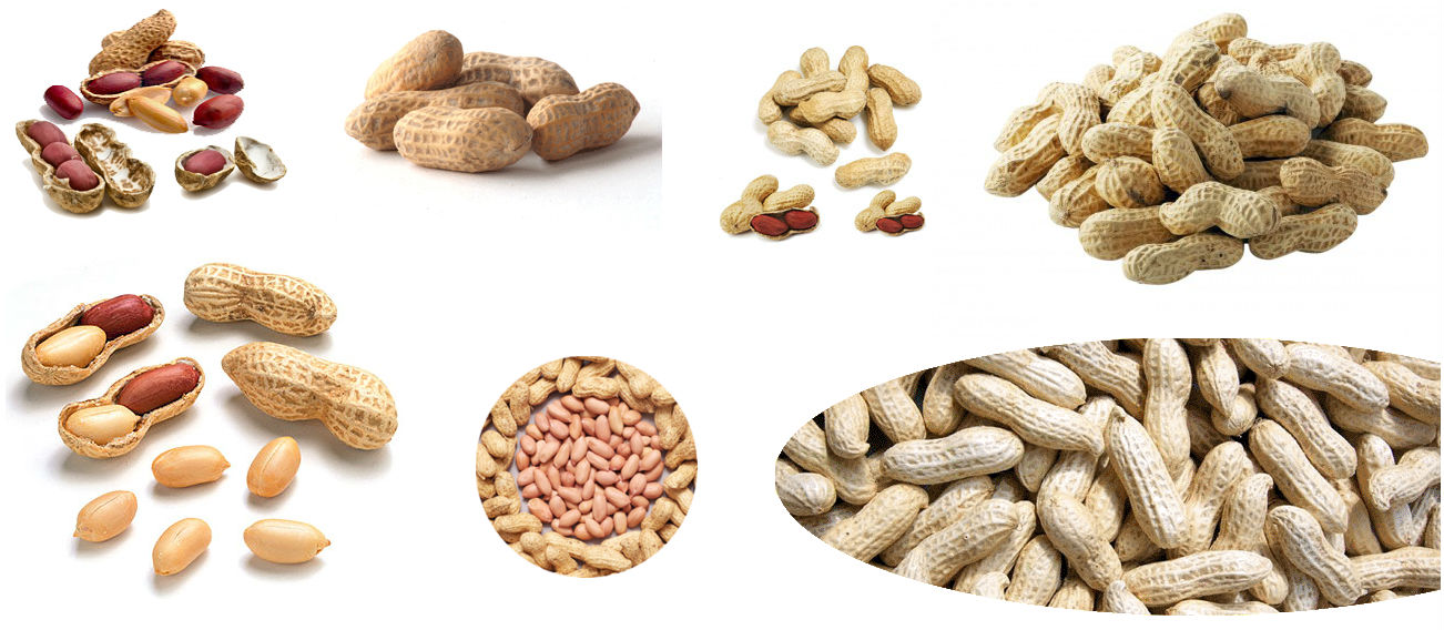 Shrihtrading.com Premium Indian Groundnuts Exporter | Shrih Dry Fruits ...