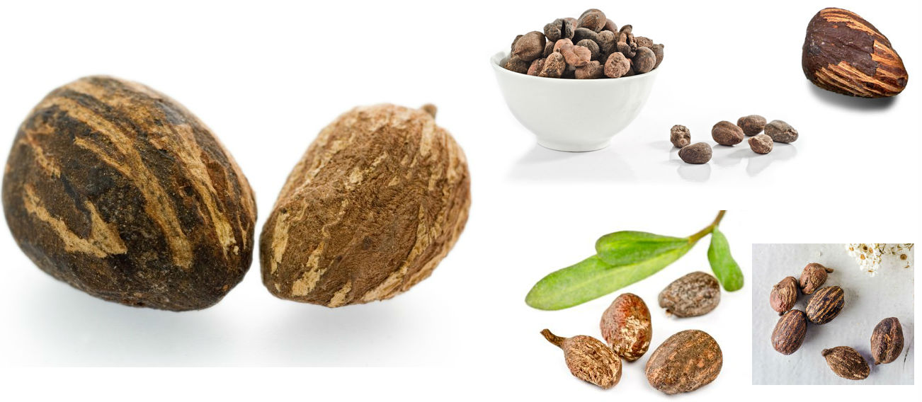 Shrihtrading.com High-Grade Shea Nuts Supplier for Global Industry info ...